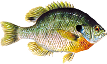 Bluegill | What To Fish